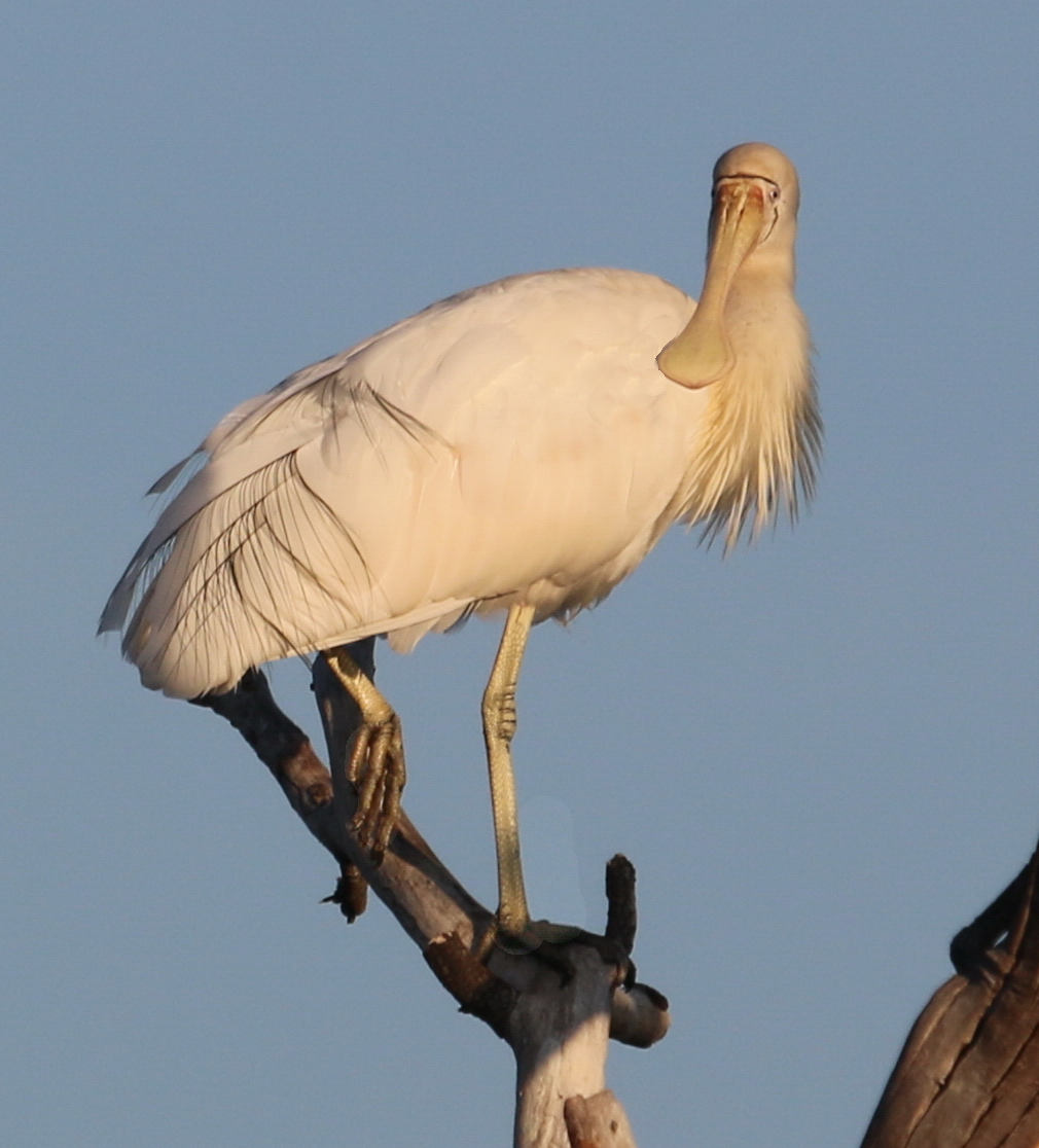 Birding for Beginners – aussiebirder