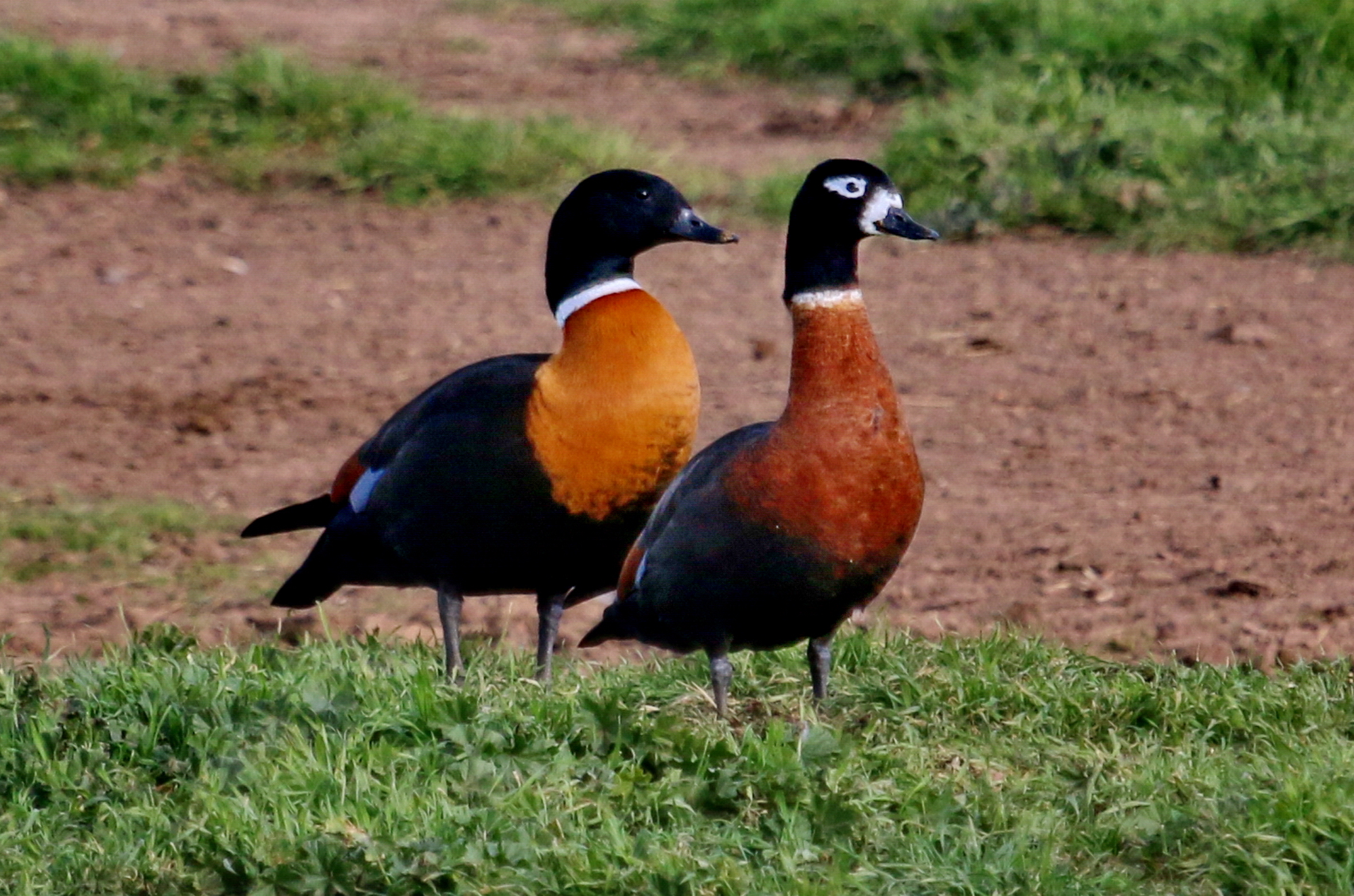 Australian Shelducks – aussiebirder