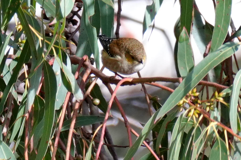 In Search of One of Australia’s Smallest, Rarest Endangered Birds ...