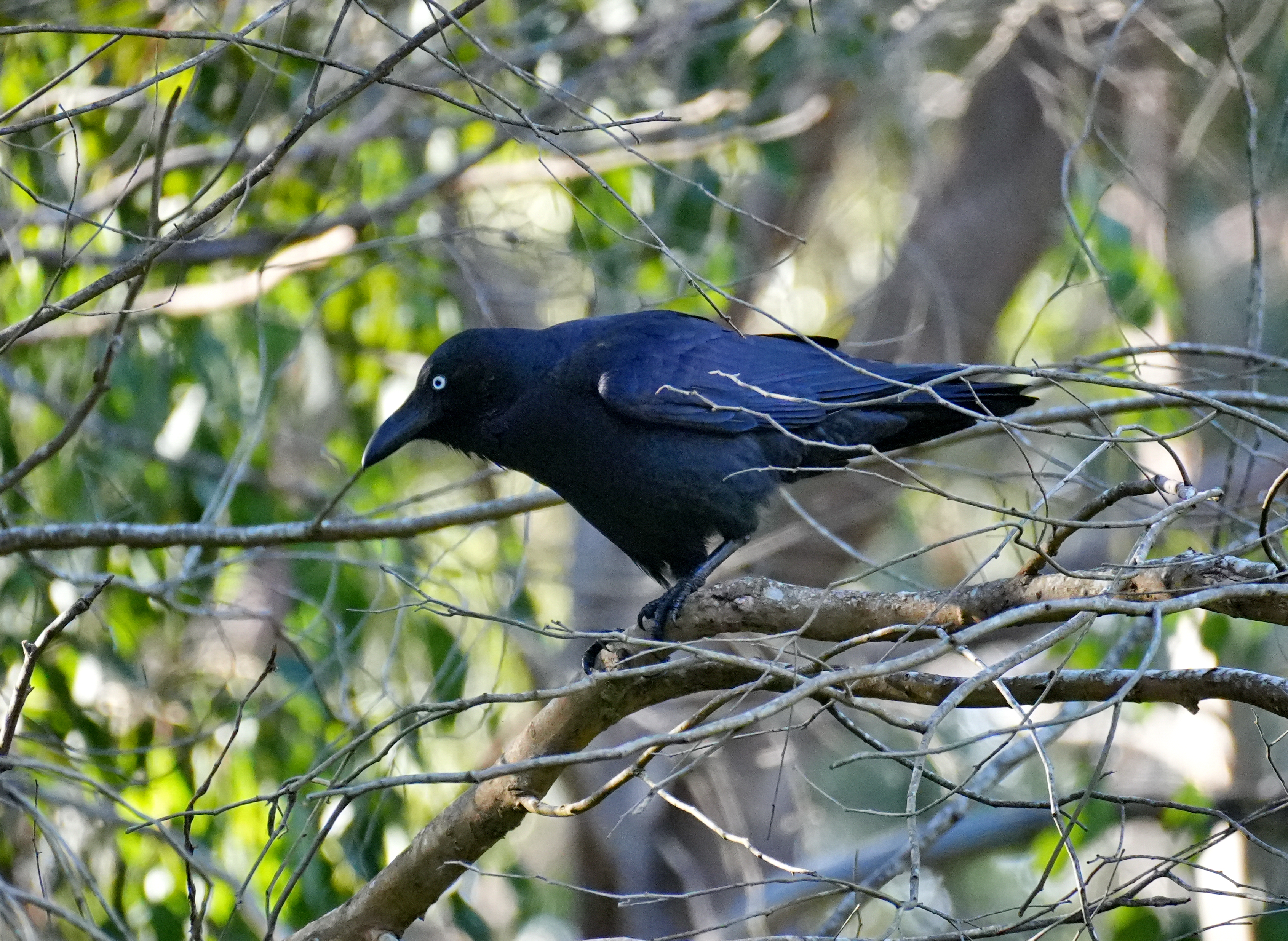 Finding the Endemic Birds of Tasmania – aussiebirder