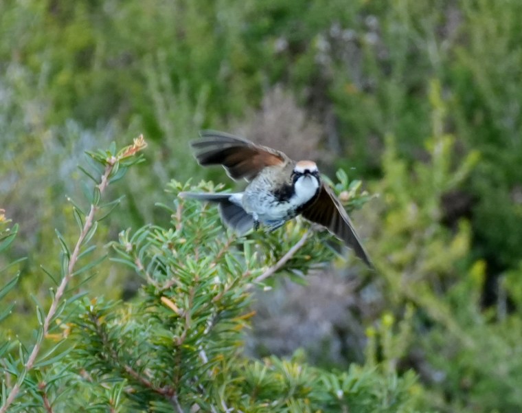 Finding the Endemic Birds of Tasmania – aussiebirder