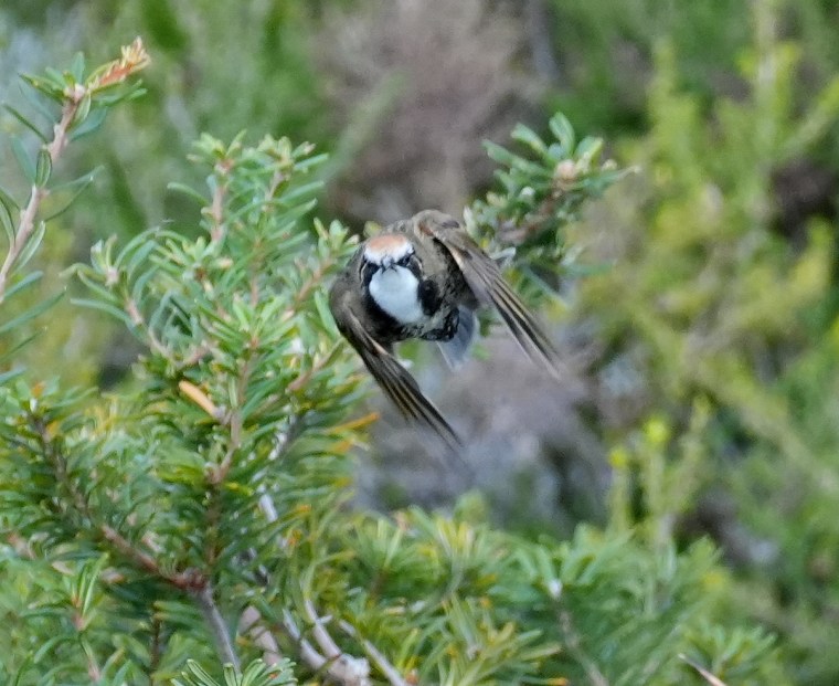 Finding the Endemic Birds of Tasmania – aussiebirder