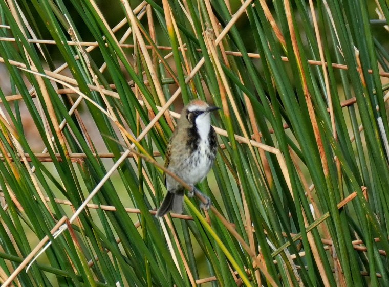 Finding the Endemic Birds of Tasmania – aussiebirder