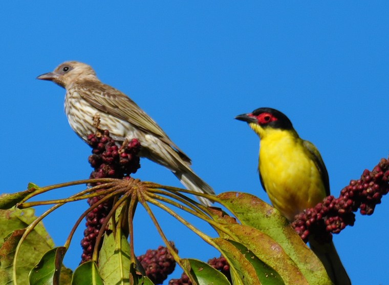 Birding Cape York in Far North Queensland – Cairns – aussiebirder