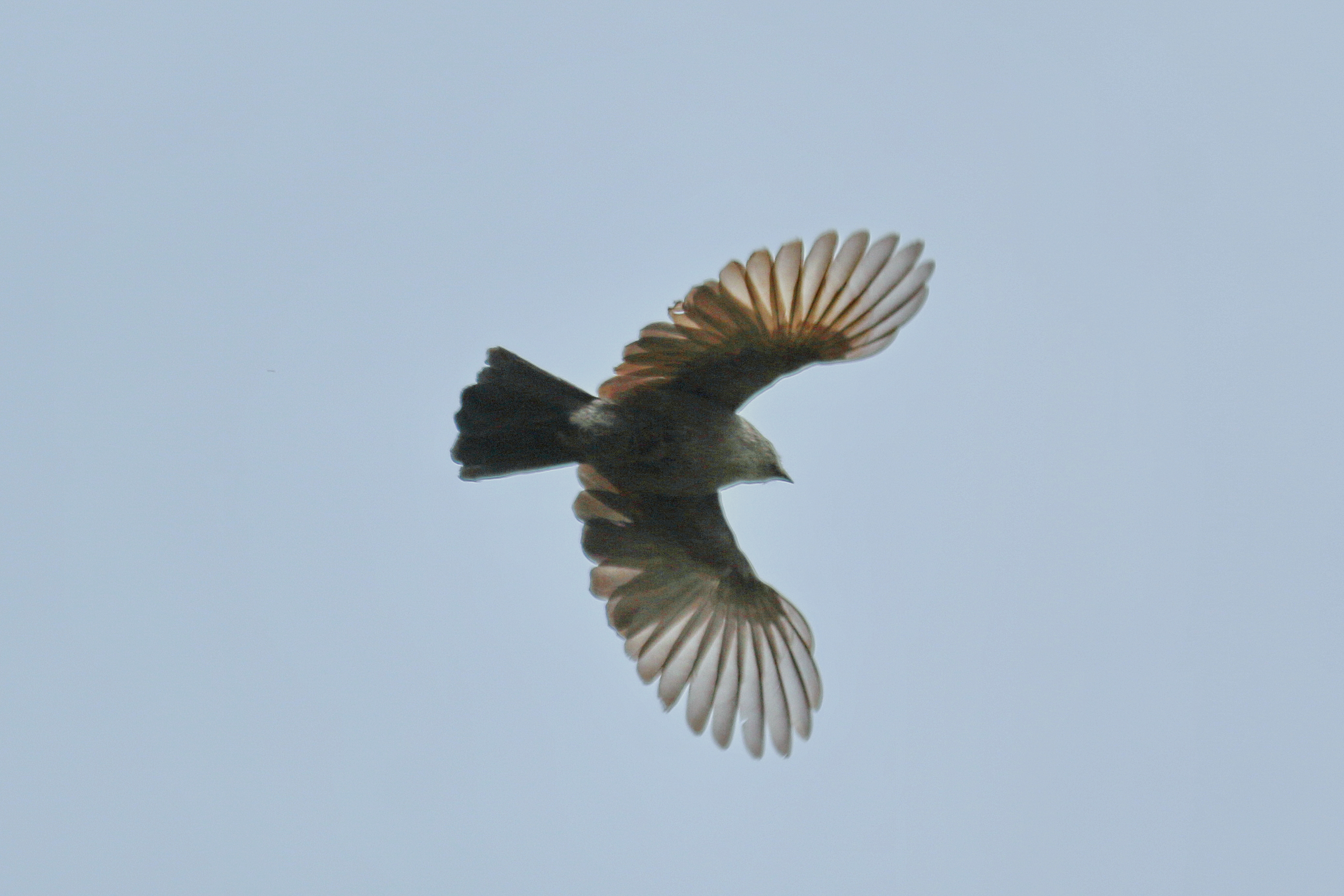 The ‘Kidnapping Birds’ – White-winged Chough and Apostlebird – aussiebirder