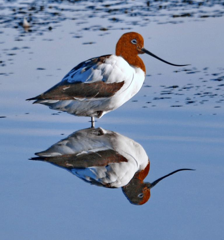 Purpose Built Bills – Intelligent Design – aussiebirder