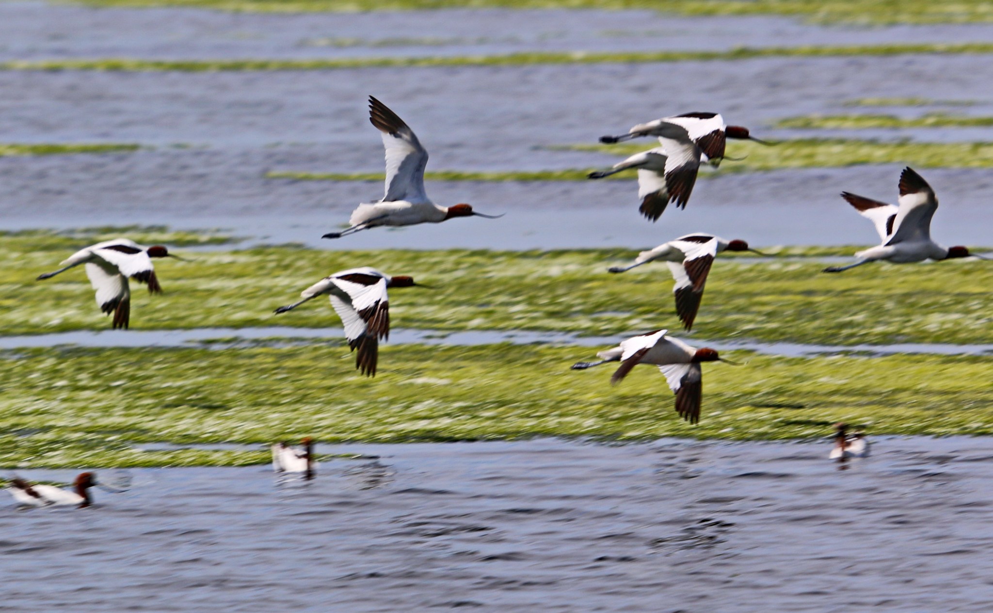 Purpose Built Bills – Intelligent Design – aussiebirder