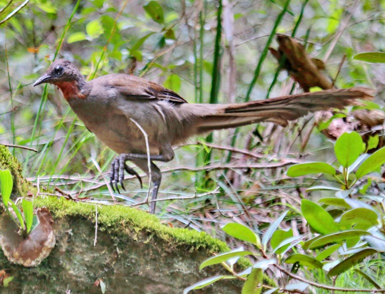 The World’s Best Mimics – The Lyrebirds – aussiebirder